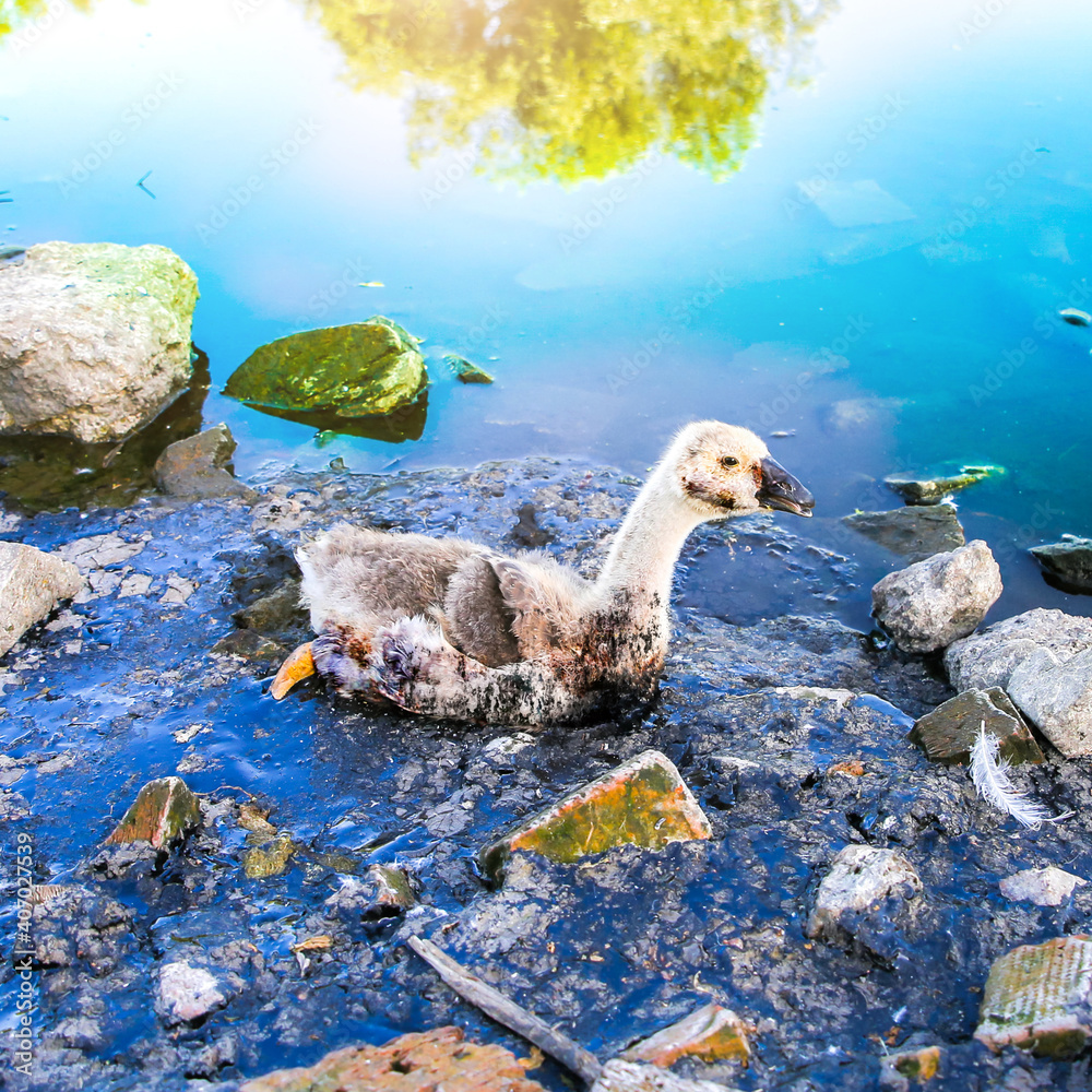 Bird stuck in polluted water with tar. Dying animals in industrial ...