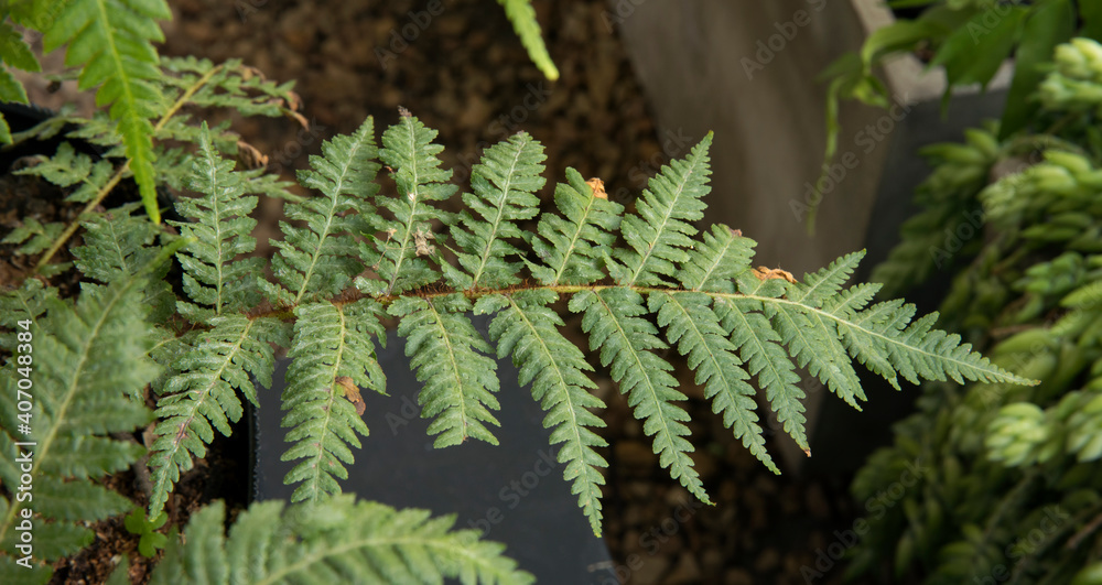 Flora. Closeup view of Cyathea cooperi fern, also known as Australian ...