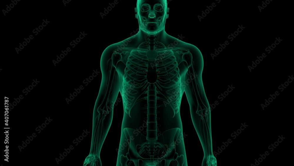 Anatomically accurate 3d animation of human body x-ray scan with ...