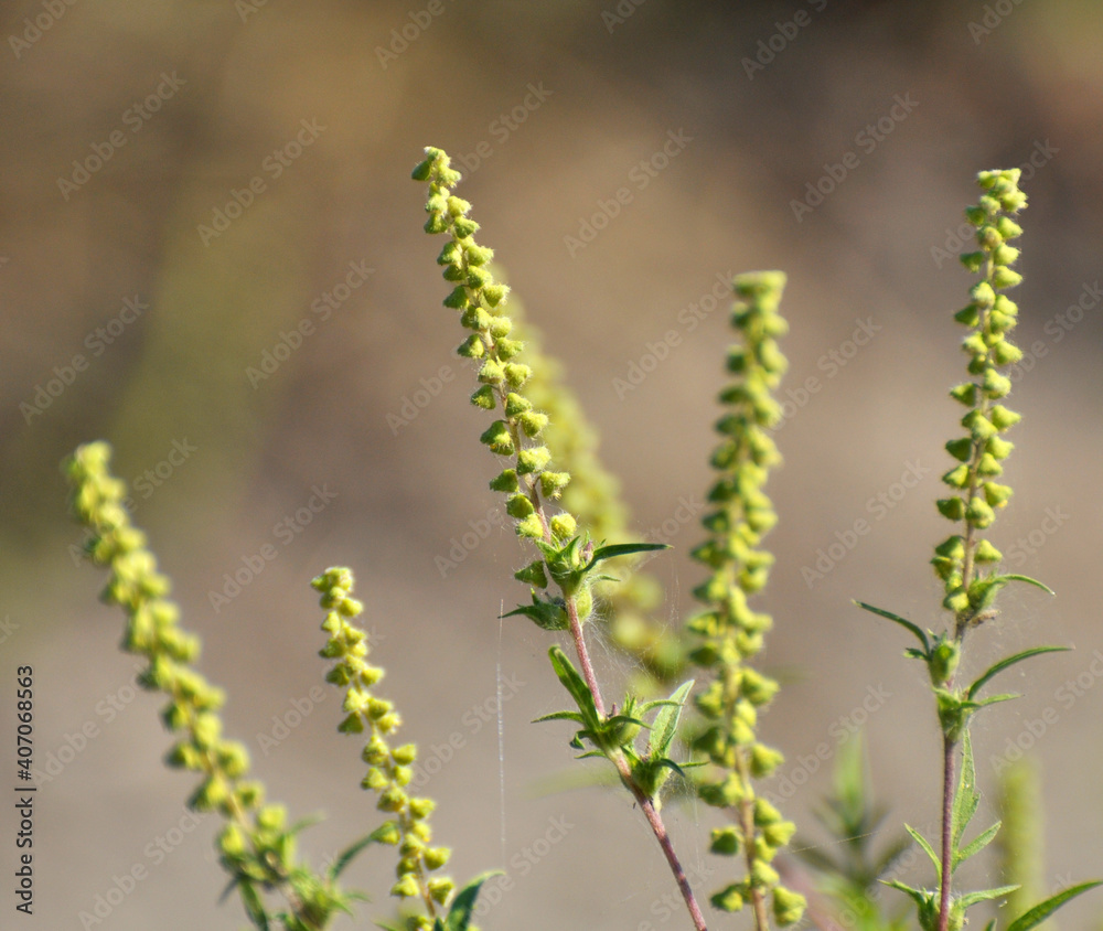 Ambrosia (Ambrosia artemisiifolia) grows in nature Stock Photo | Adobe ...