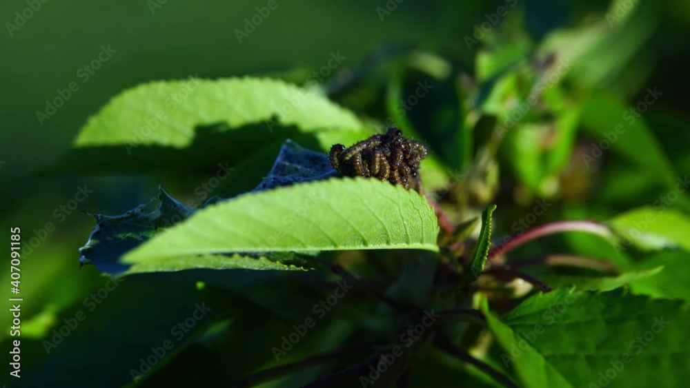 Small disgusting silkworms crawling on cherry tree leaf and eating ...