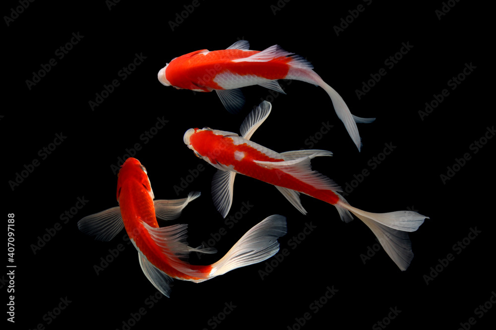 Butterfly koi fish Stock Photo | Adobe Stock