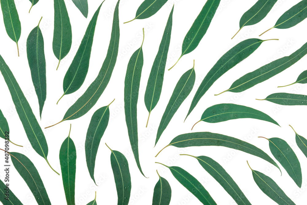 Eucalyptus leaves pattern on white background. Stock Photo | Adobe Stock