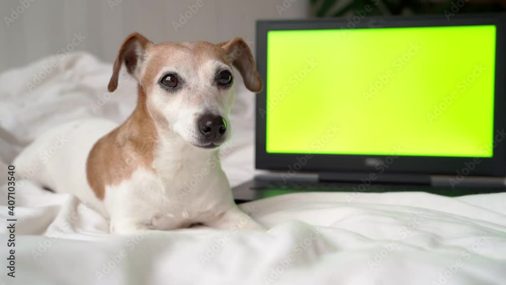 Adorable small dog lying on the bed with laptop computer green screen ...