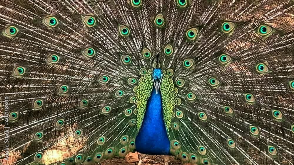 Male peafowl tail, which has very long feathers that have eye-like ...
