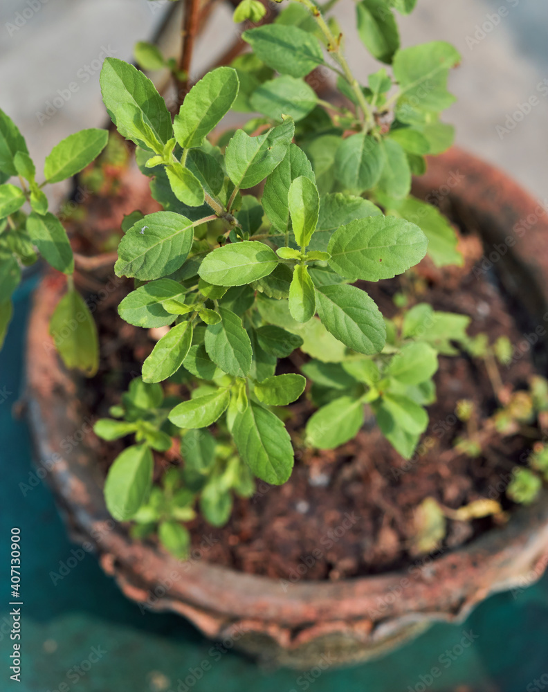 Closeup of tulsi (holy basil, Ocimum Tenuiflorum), an aromatic plant ...