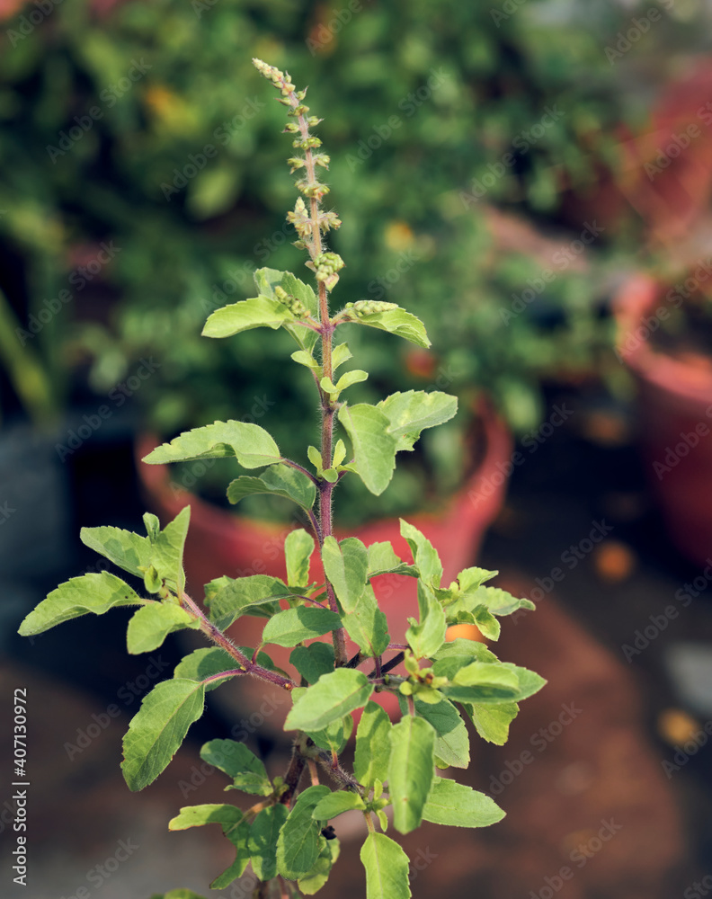 Closeup of tulsi (holy basil, Ocimum Tenuiflorum), an aromatic plant ...