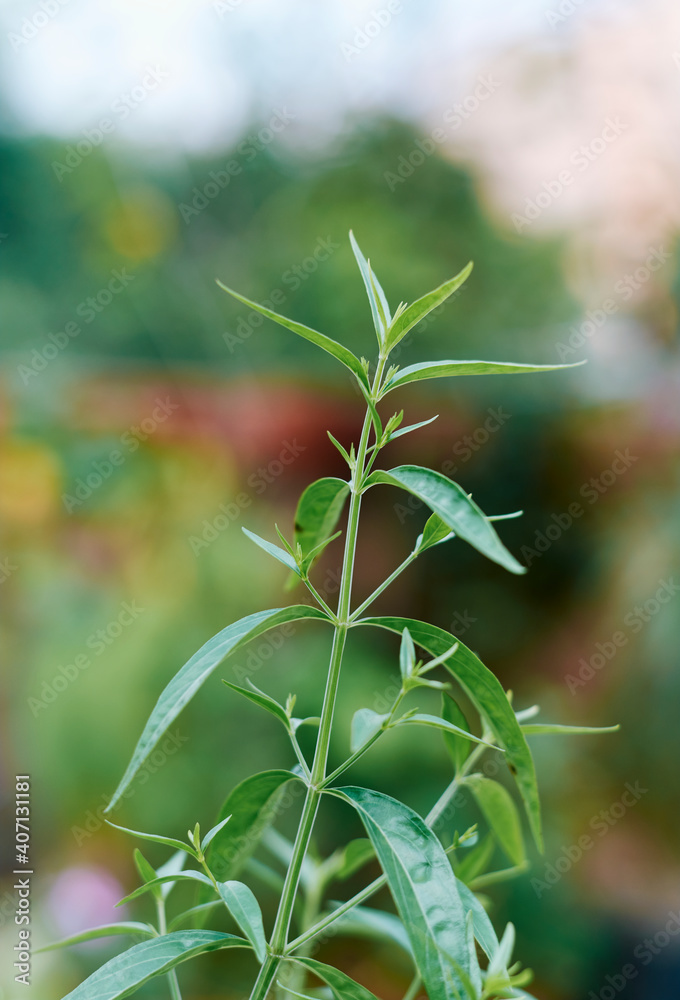 Closeup of Green chiretta (Andrographis paniculata) plant, popularly ...