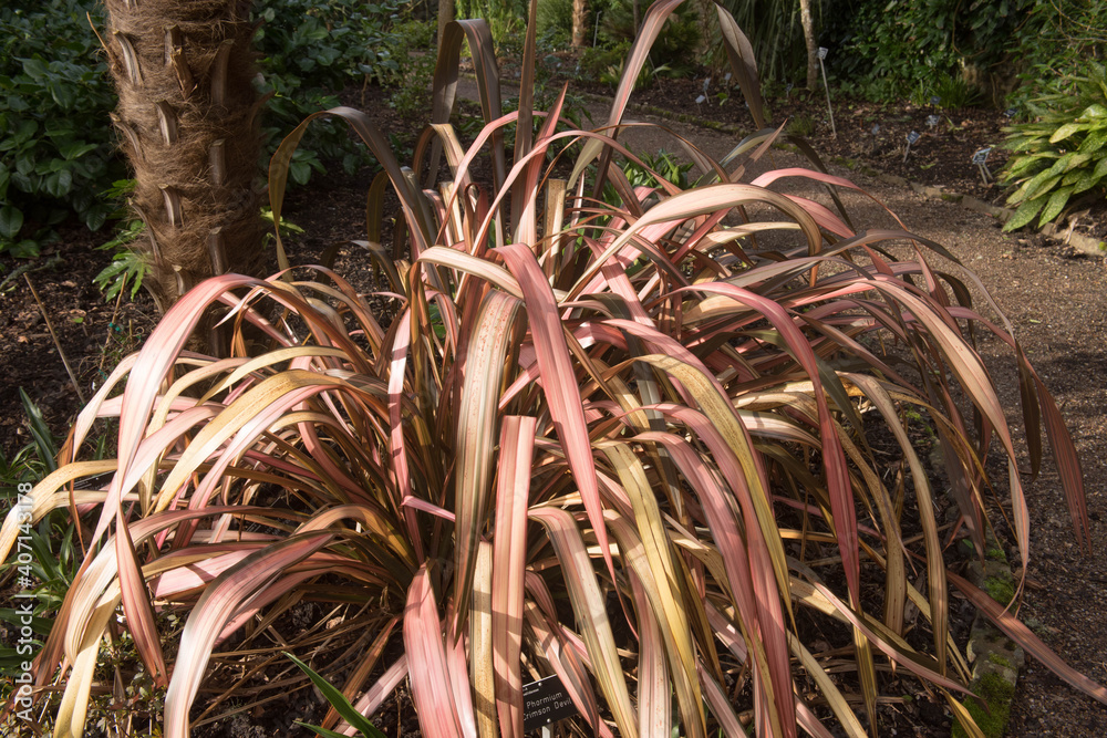 Winter Sun on the Leaves of a Phormium 'Crimson Devil' Plant (New ...