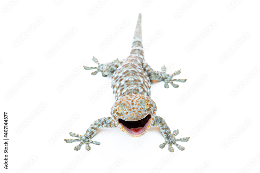 gecko on white background. Tropical asian geckos, True geckos. Stock ...