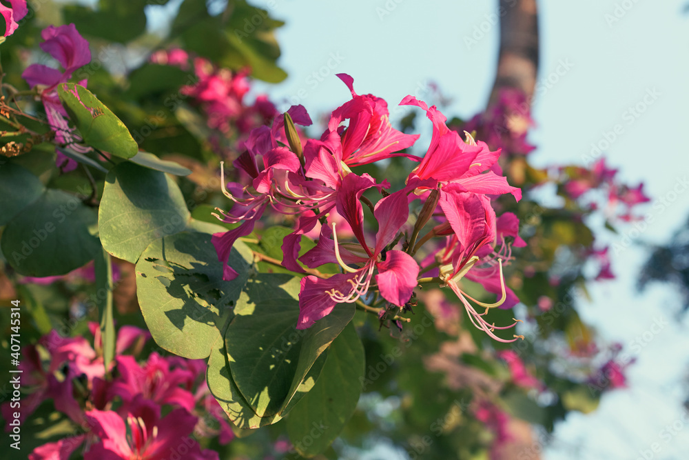 Bouquet of beautiful purple Bauhinia purpurea (butterfly tree, purple ...
