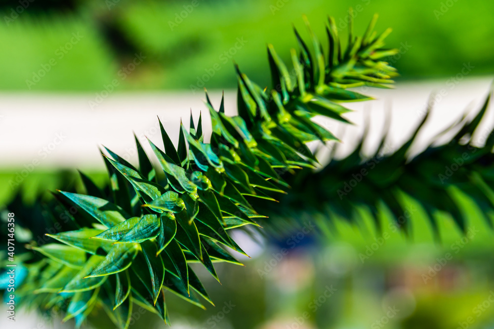 Branch of Araucaria araucana, Monkey puzzle tree, Monkey tail tree, or ...