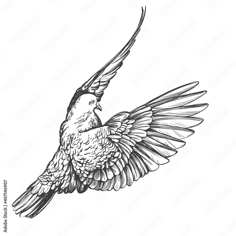 Dove Bird Is A Symbol Of Peace And Purity Hand Drawn Vector dove-bird-is-a-symbol-of-peace-and-purity-hand-drawn-vector