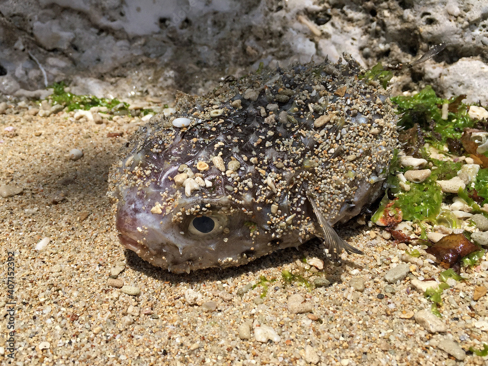 Dead pufferfish, fugu fish on the beach Negros Island Philippines Stock ...