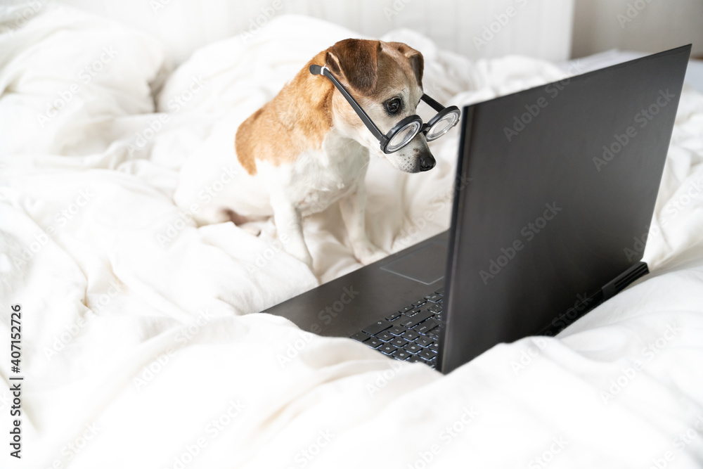 Dog With Glasses On Computer