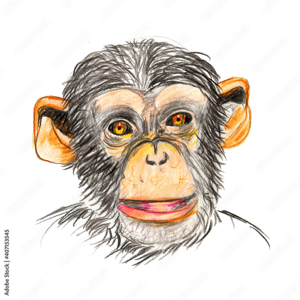 Color pencil drawing of chimpanzee, cartoon style monkey, ape portrait ...