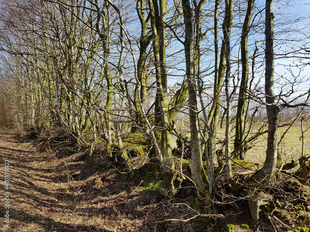 Roots system of an old hedge wall in North Germany Stock Photo | Adobe ...
