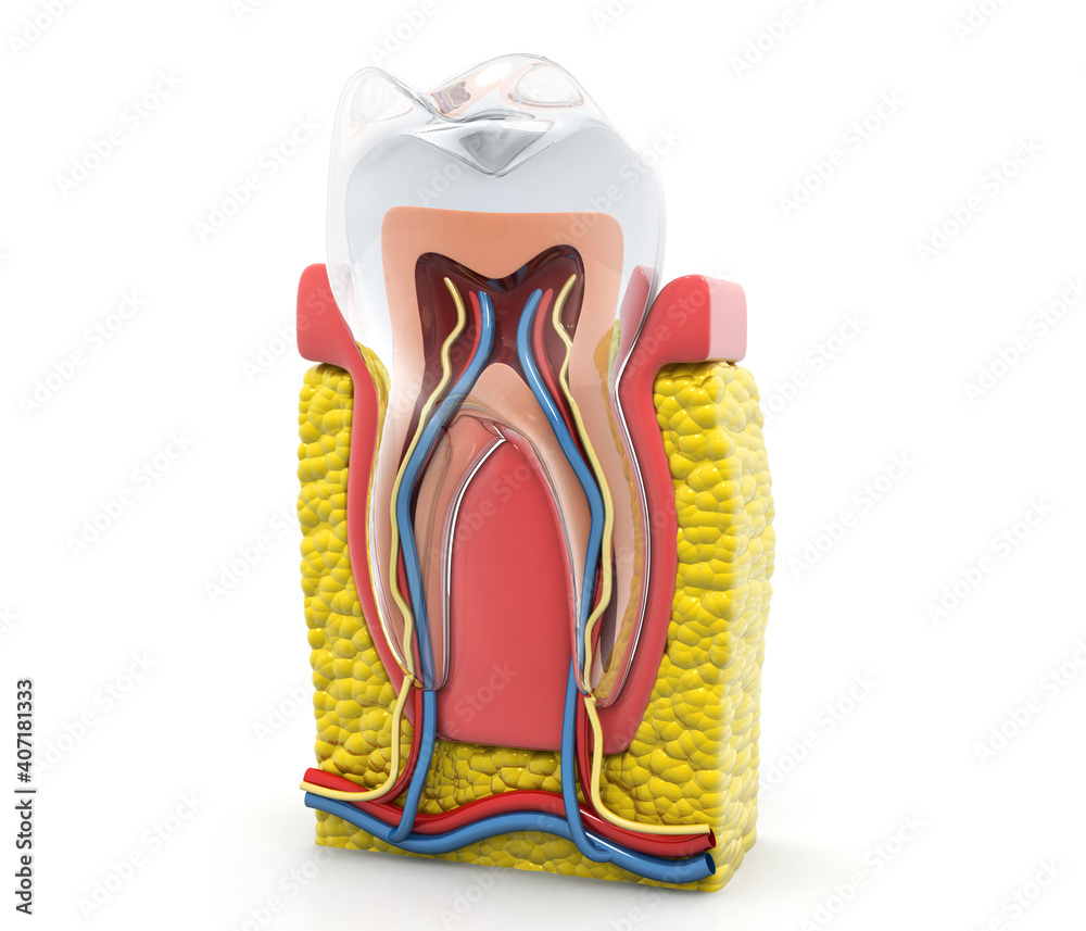 Human tooth cross section. 3d illustration Stock Illustration | Adobe Stock