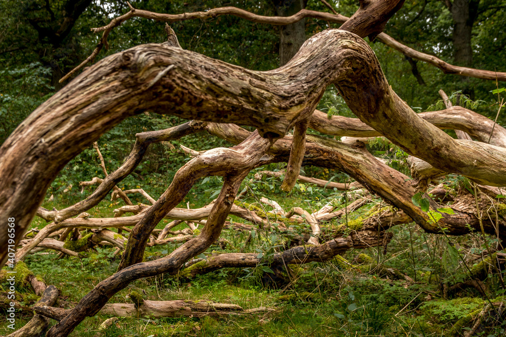 Oak trees that look like something from a fairy tale, twisted oak ...