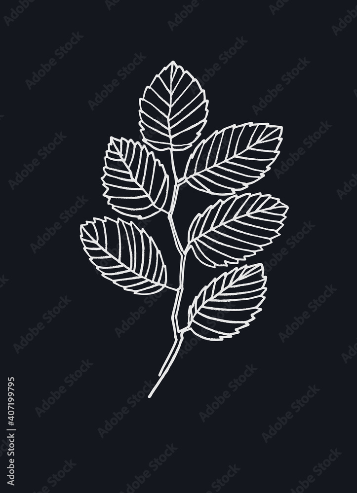 Elm tree branch line art. Realistic hand drawn vector illustration of ...