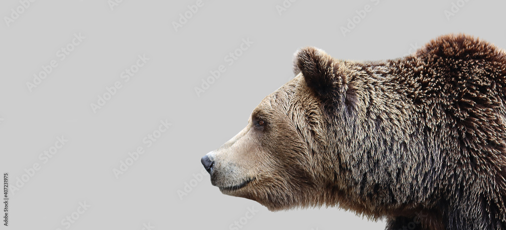 Photo & Art Print Brown bear, muzzle, side view., PRUSSIA ART