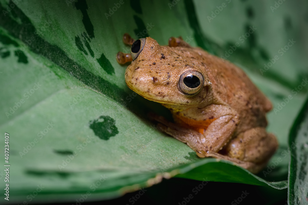 Endemic frog from Colombia hidden among the leaves of a plant Stock ...