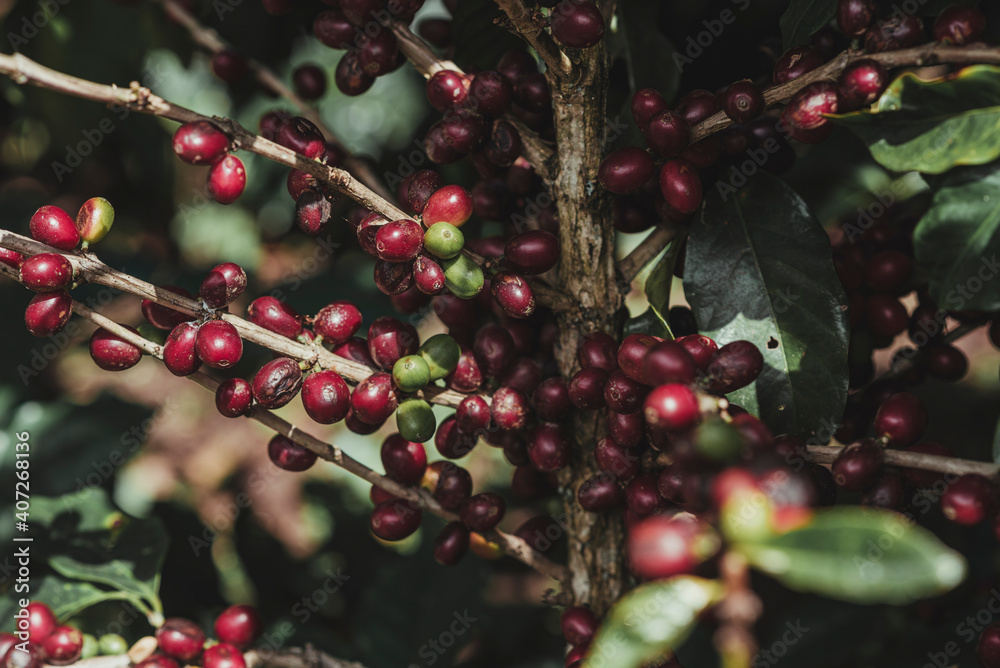 Planta de café con fruto maduro para su recolección Stock Photo | Adobe ...