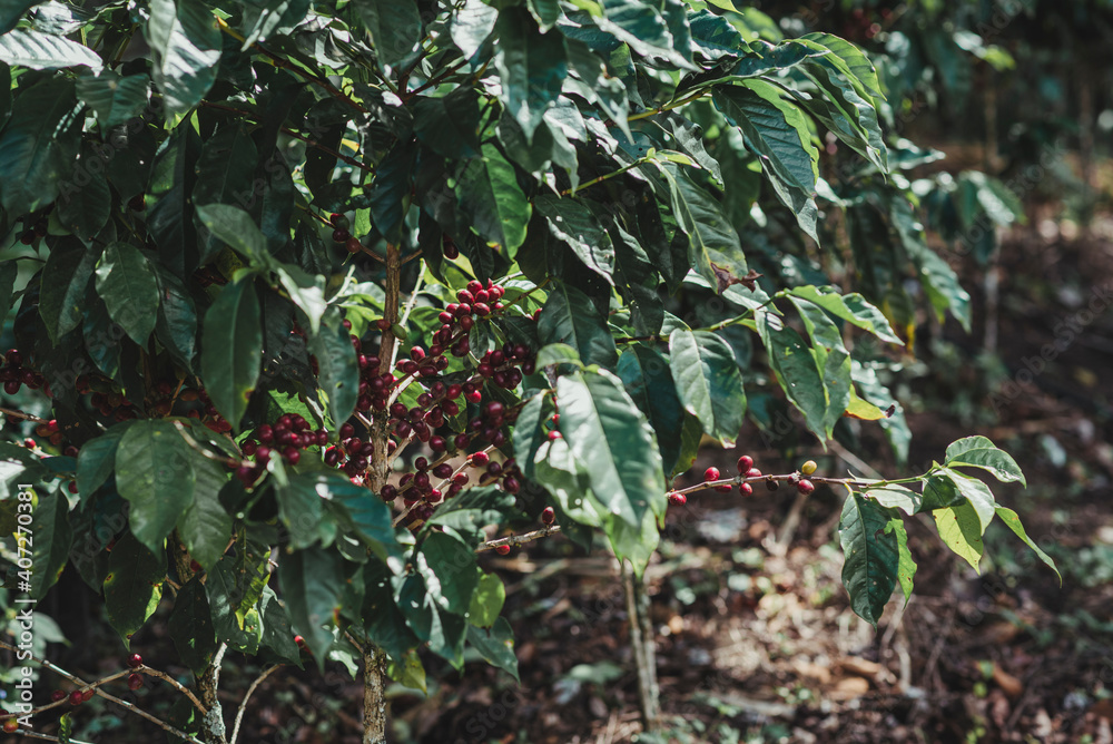 Planta de café con fruto maduro para su recolección Stock Photo | Adobe ...