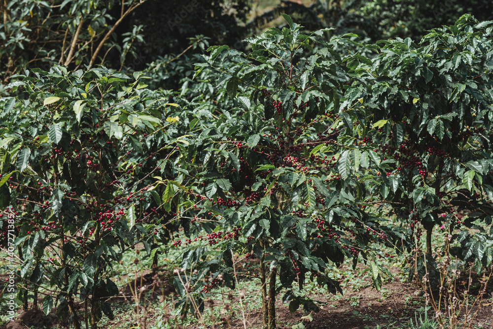 Planta de café con fruto maduro para su recolección Stock 写真 | Adobe Stock