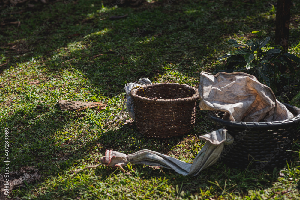 Canasto de hojas para la recolección de café en Costa Rica Stock Photo ...