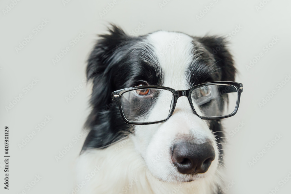 Animals Wearing Nerd Glasses