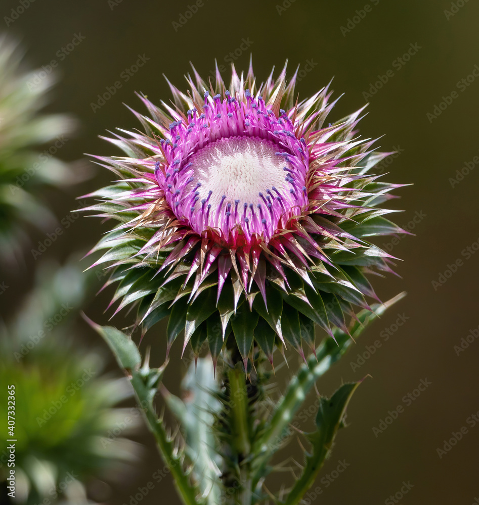 Musk Thistle flower head closeup, showing inner seeds and structure in ...