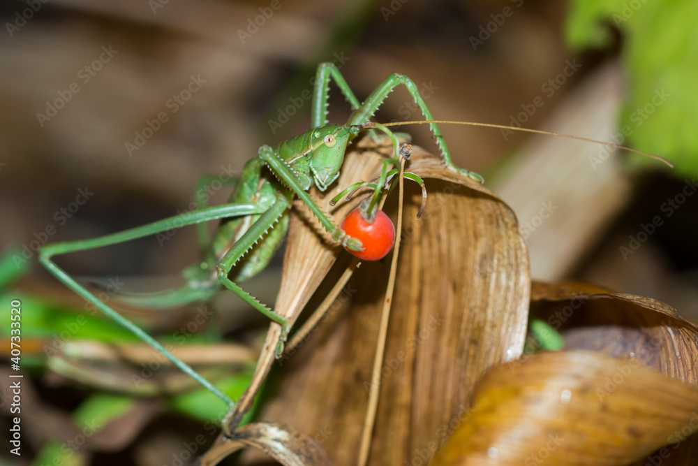 Foto de The predatory bush-cricket (lat. Saga pedo), of the family ...