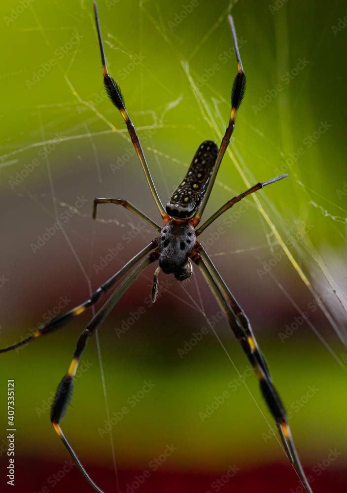 Golden orb-weaver Nephila clavipes in their spider web Stock Photo ...