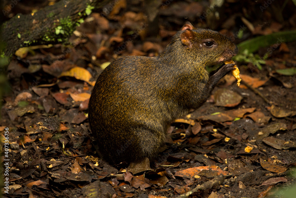 Red-rumped agouti, golden-rumped agouti, orange-rumped agouti ...