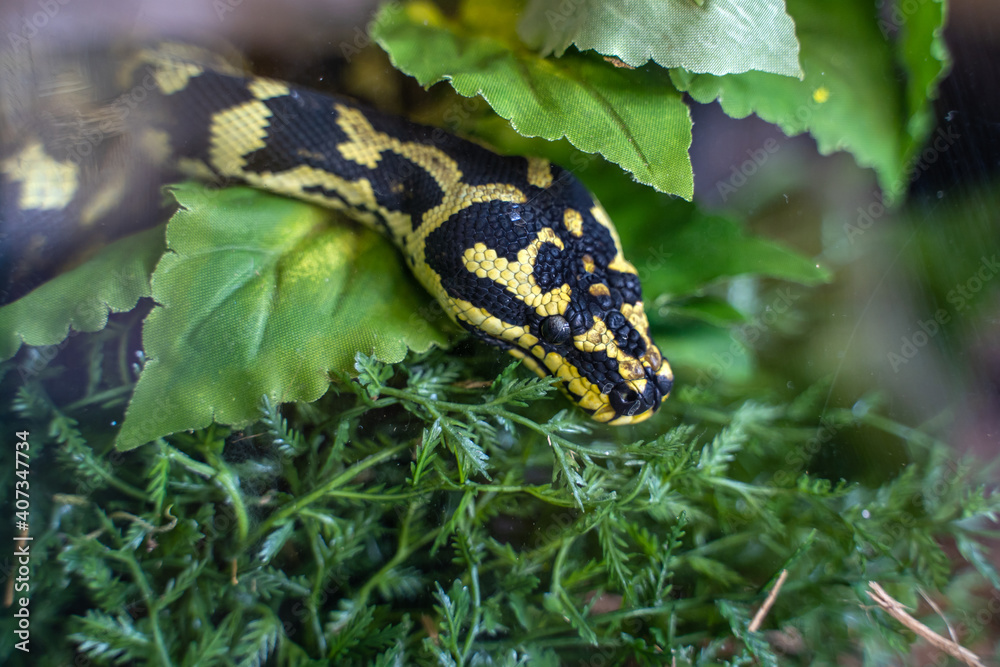 A close-up of a Jungle carpet python (Morelia spilota cheynei) in an ...
