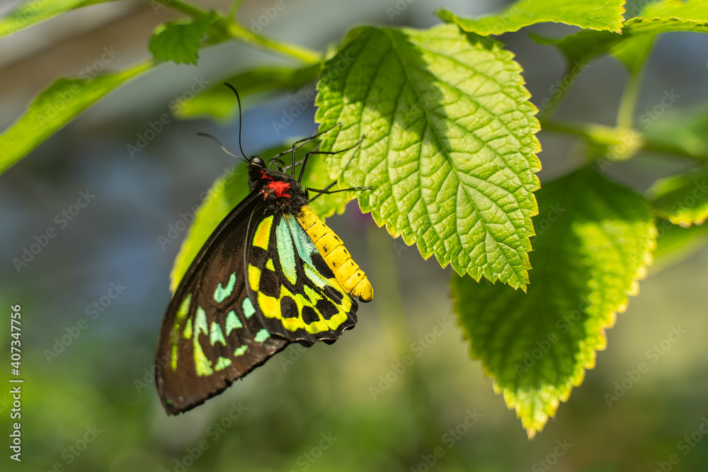 Beautiful butterfly (Queen Alexandra's Birdwing, Ornithoptera ...
