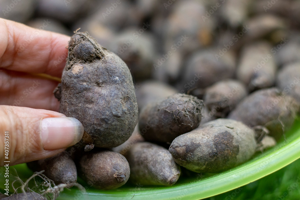 Potato in Africa and called Chinese potato in India, it is herbaceous ...