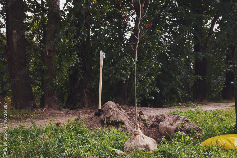 Young tree sapling lies at dug hole next to shovel and is ready to ...