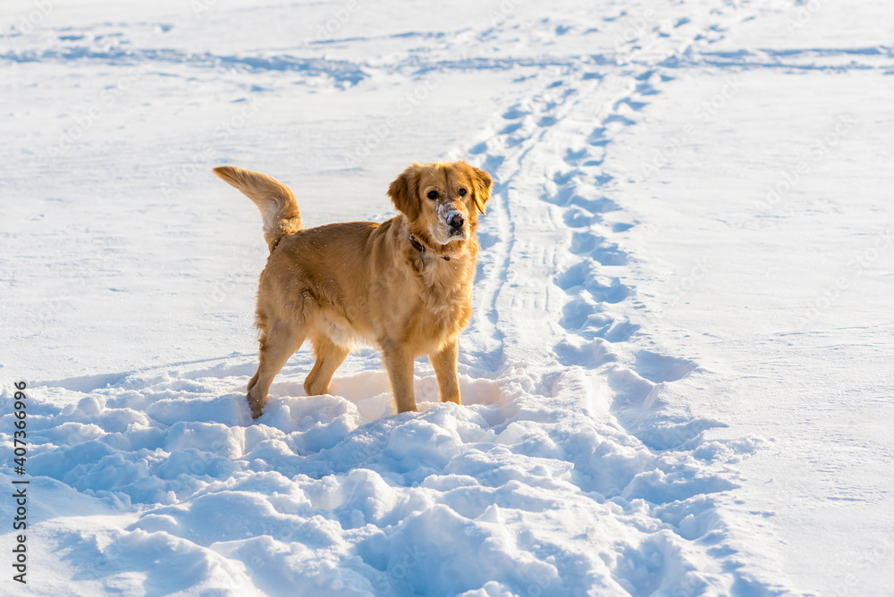 Do Golden Retrievers Get Cold Outside