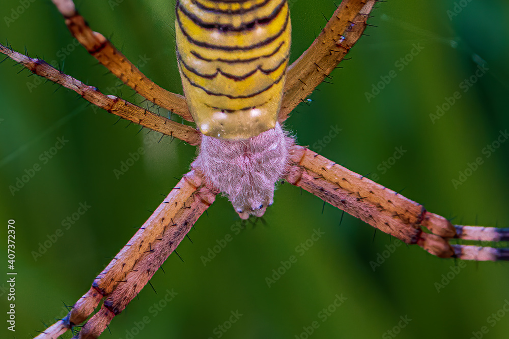 Hypnotizing Beauty of the Wasp spider (a species of orb-web spider ...