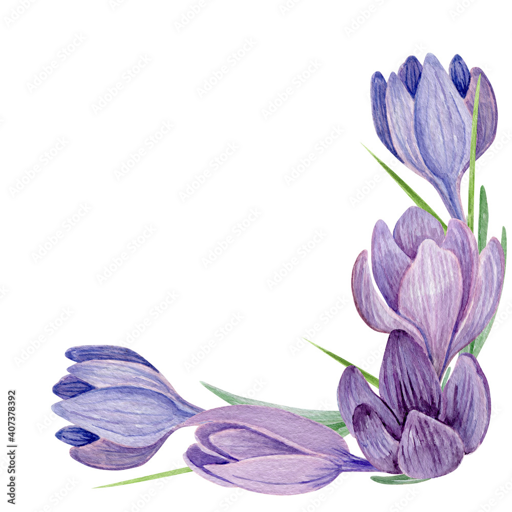 Crocus floral border watercolor illustration. Purple spring flowers ...