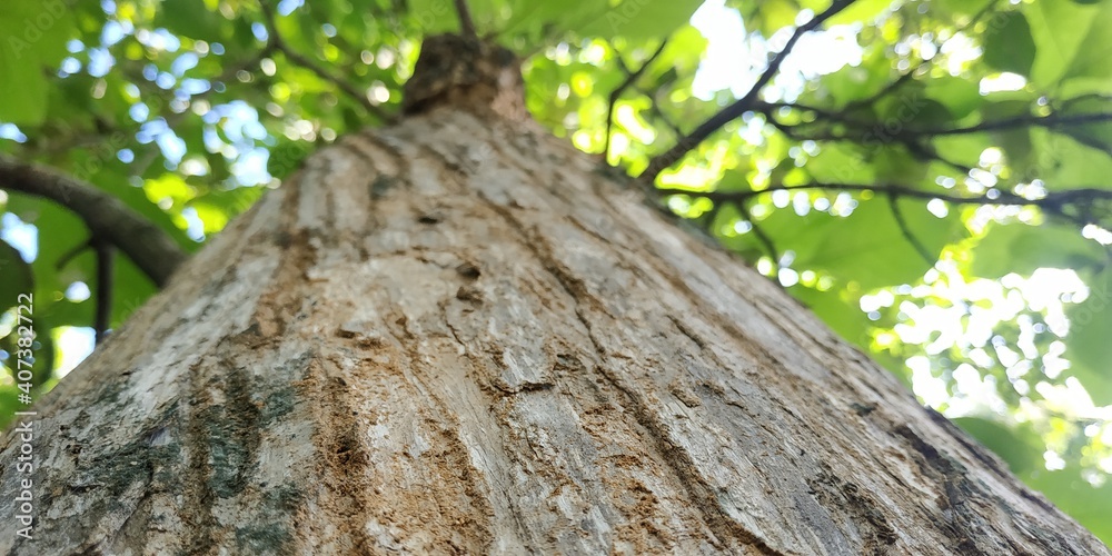tectona grandis big green tree defocused baground Stock Photo | Adobe Stock