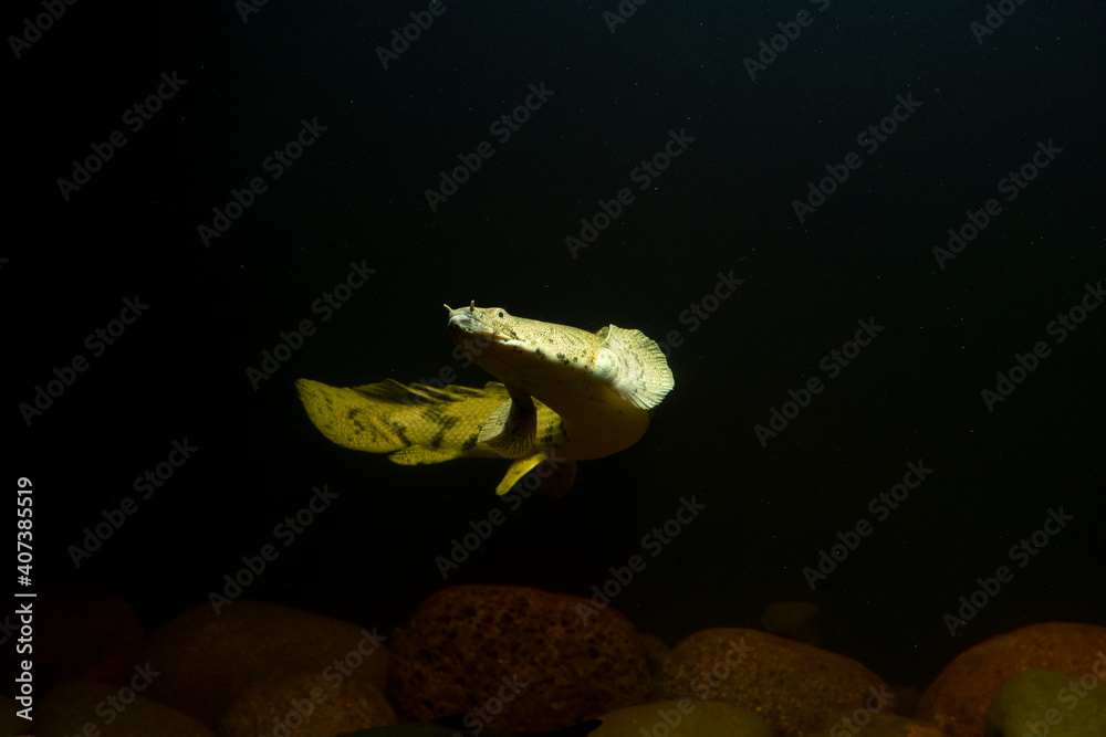 Polypterus endlicheri, a species of freshwater fish in the bichir ...