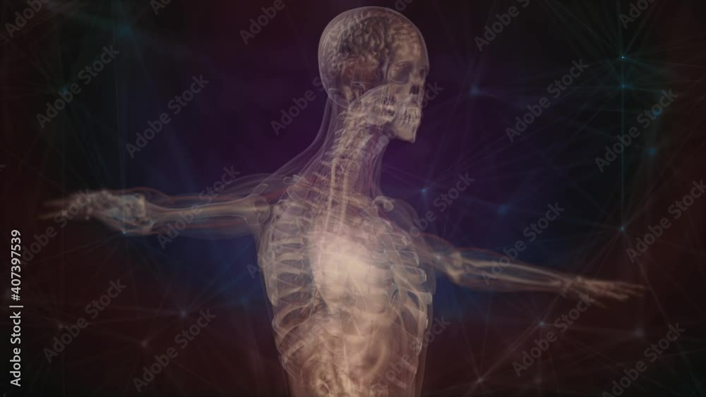Human anatomy. X-ray scanning of the human skeleton, bone scan, joint ...