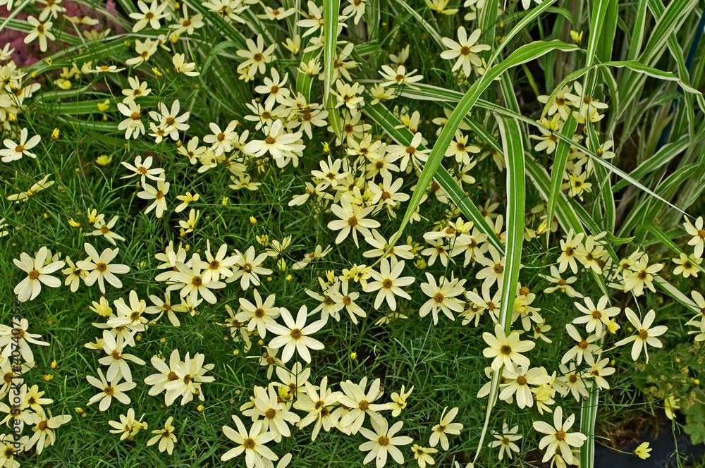 Poster Flowering Coreopsis verticillata 'Moonbeam' in flower border ...