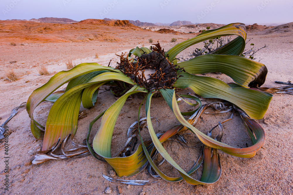 Foto de Welwitschia mirabilis Swakopmund Desierto Namib Namibia Africa ...