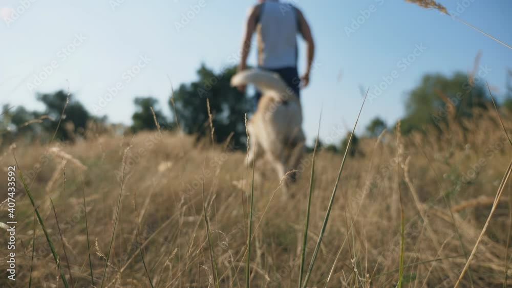 Unrecognizable man walks outdoors with his labrador. Guy spends time ...