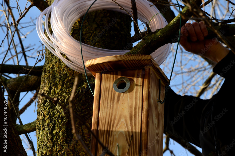 installation and inspection of birdhouses on trees for spring nesting ...