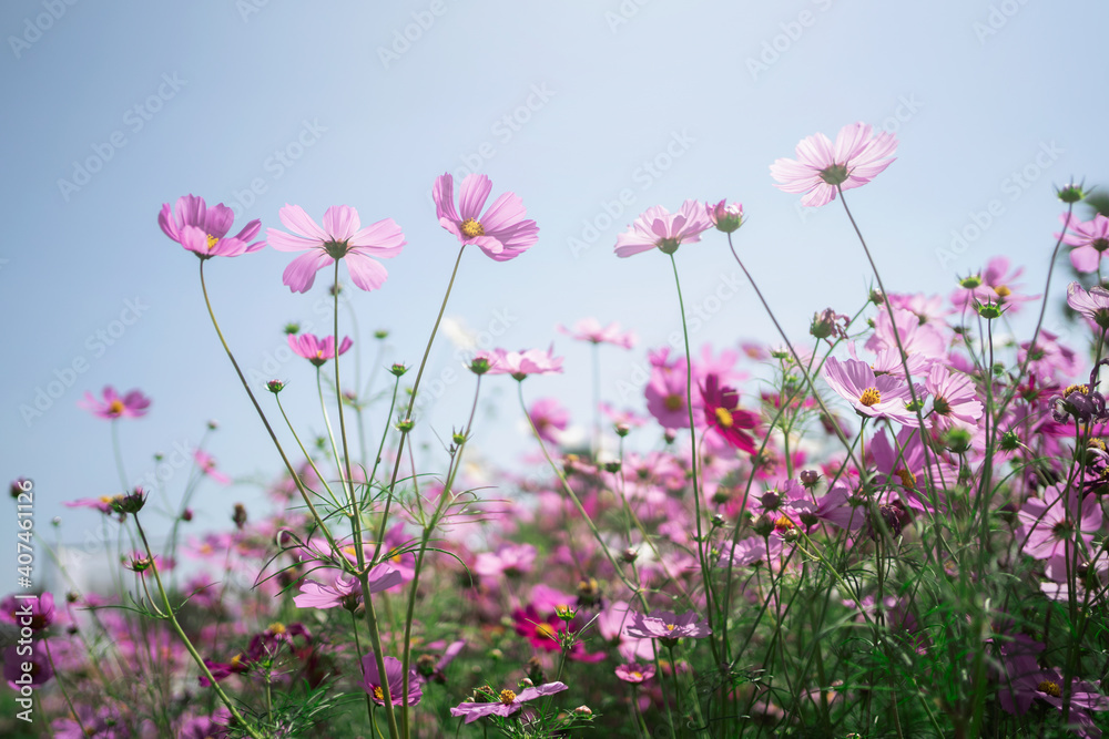 beautiful pink cosmos nature landscape with sunrise Stock Photo | Adobe ...